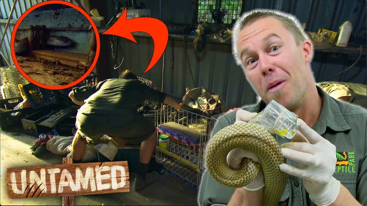 A Deadly King Brown Is Hidden In The Family Shed! 🐍 | The Wild Life Of ...