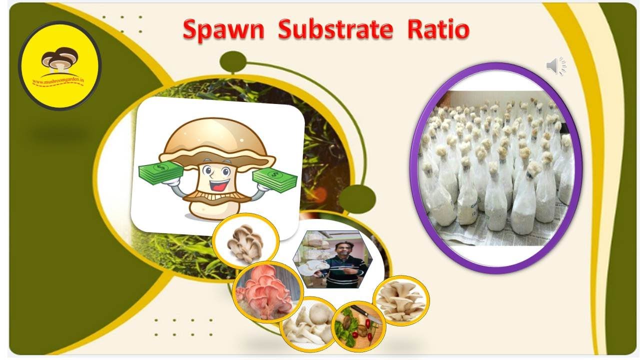 MushroomMusing18 Spawn And Substrate Ratio - YouTube