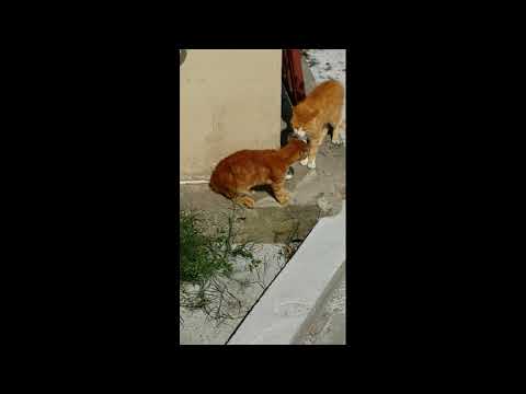 Gerilim tırmanıyor!