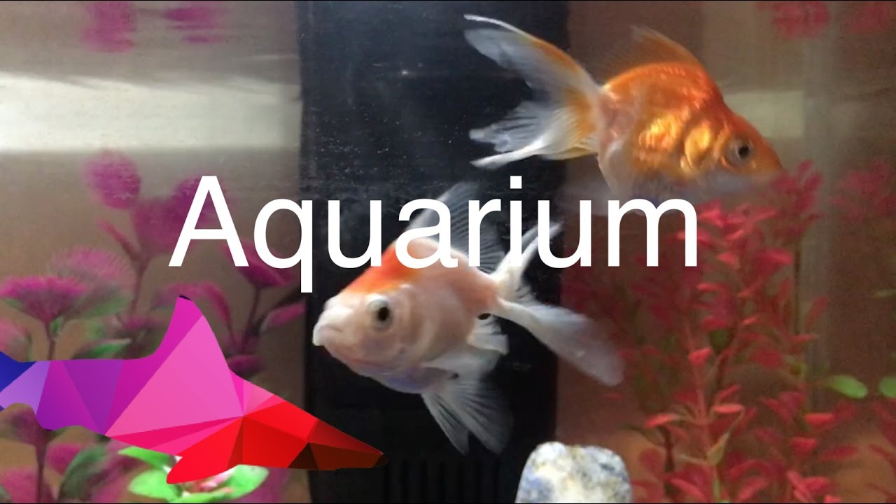 Fishes in 10g Aquarium - YouTube