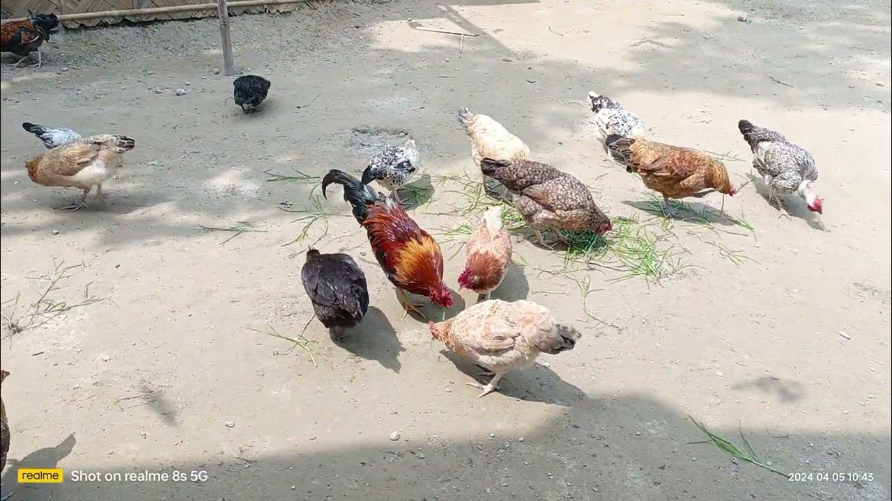 লোকাল মুরগি ঘাস খাওয়া ভিডিও Youtube