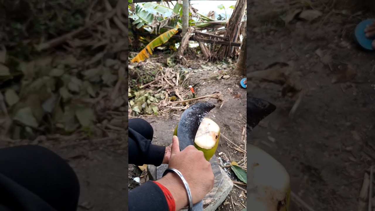 fantastic coconut peeling style ||👌👌 फेंटास्टिव कोकोनट पीलिंग सत्येल ...