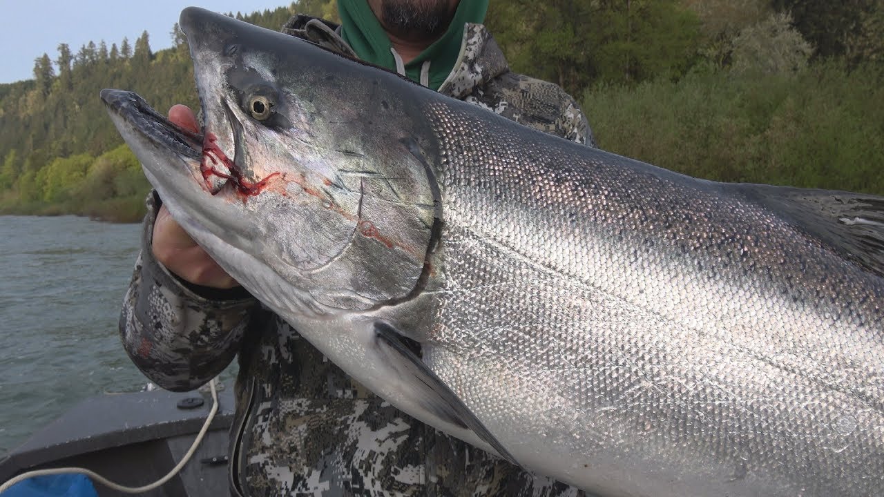 Giant Spring Chinook - Epic Takedown and Fight - YouTube