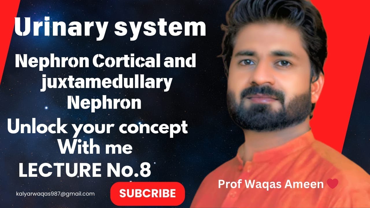 Nephron structure and function | types of nephron | cortical and ...
