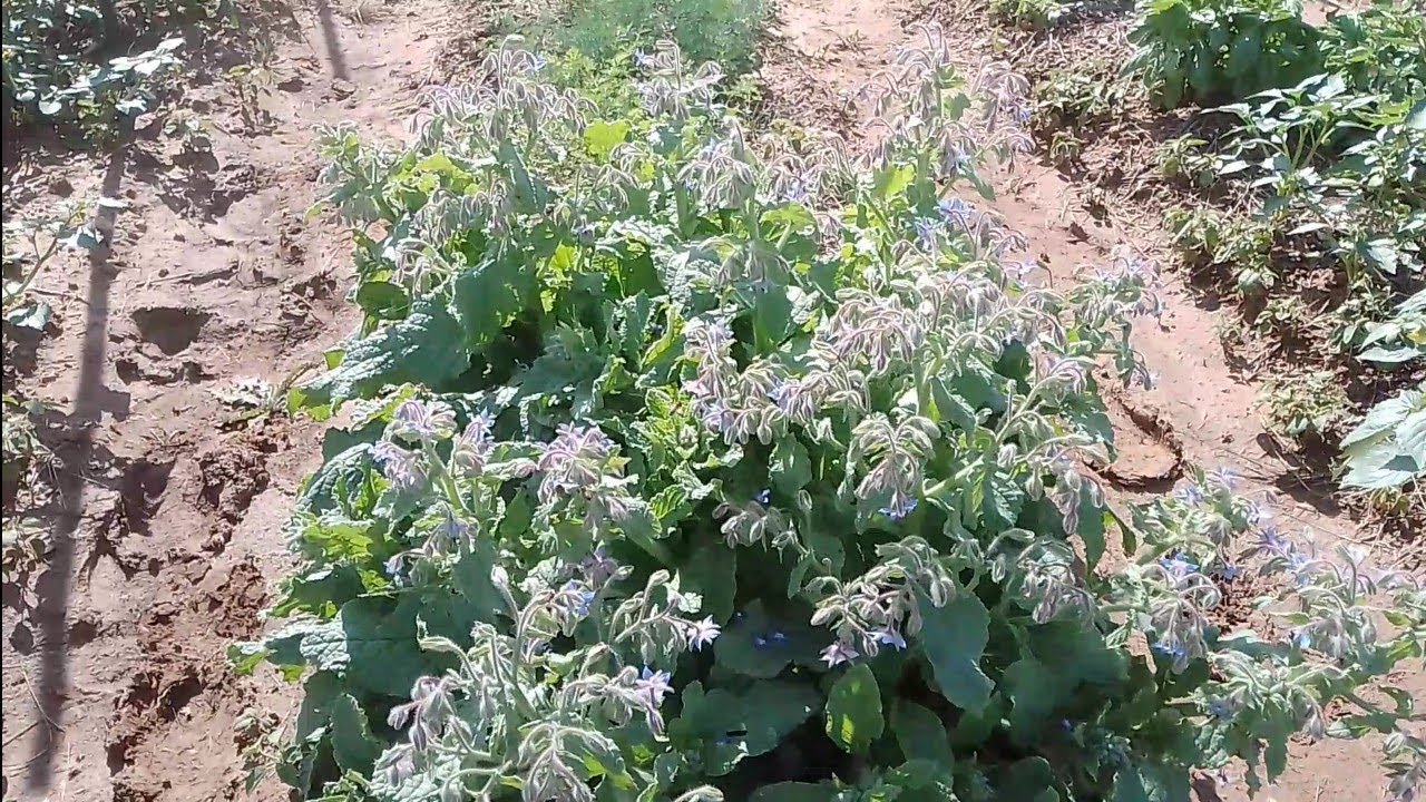 THE BEST POLLINATOR PLANT EVER! - YouTube