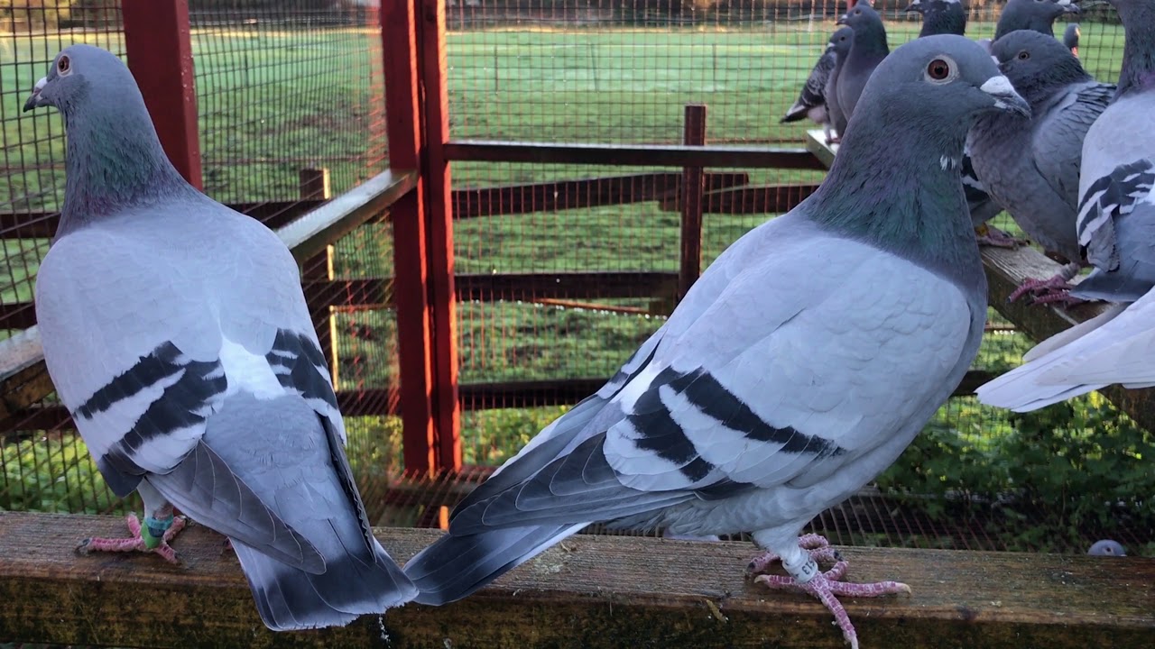 Racing Pigeons A Few Happy Hens in the Aviary - YouTube