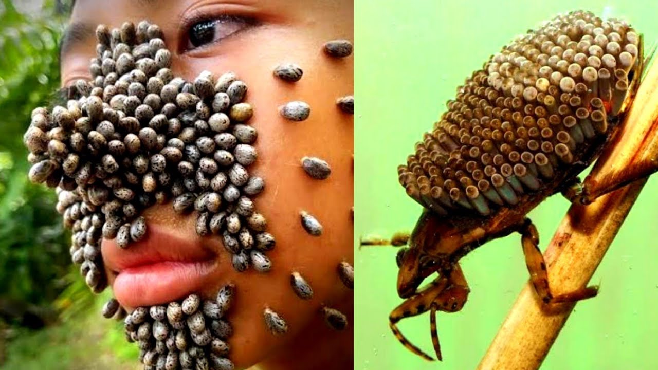 Most dangerous bugs around the world | insects | zubuintec - YouTube