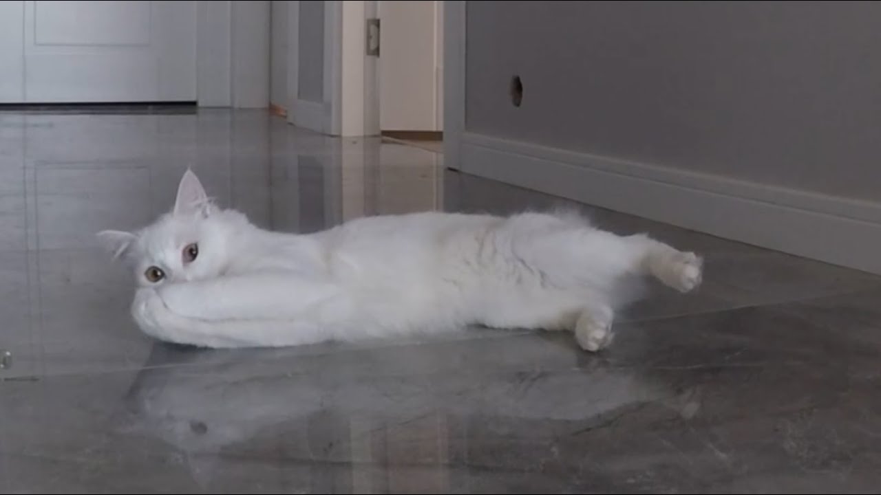 Cute white cat Playing around the house - YouTube