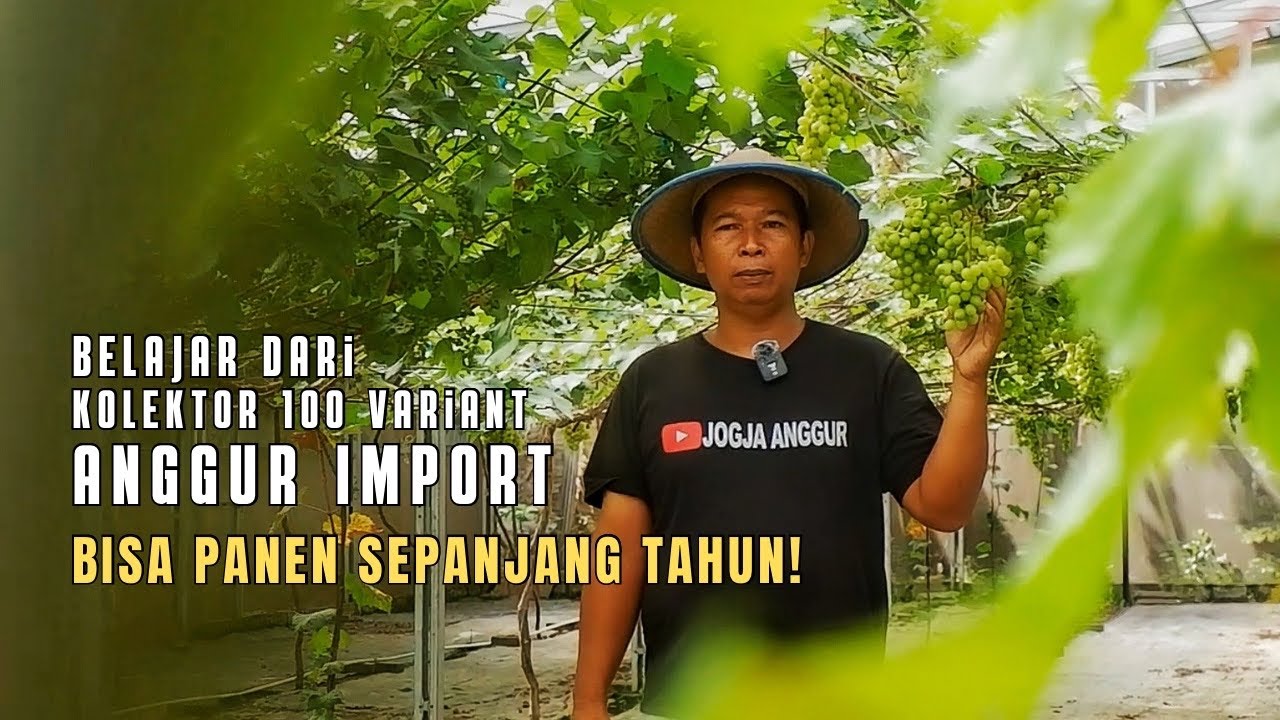 Trik Sukses Budidaya Anggur Import: Tanam Sekali Bisa Panen Ratusan ...