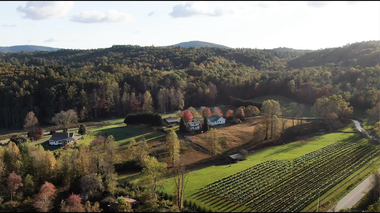 Tiger Georgia and Area Vineyards - YouTube