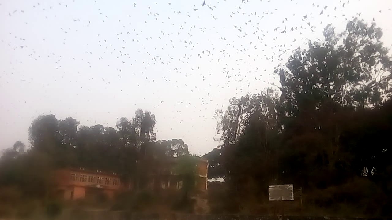 1000 Crow in sky - YouTube