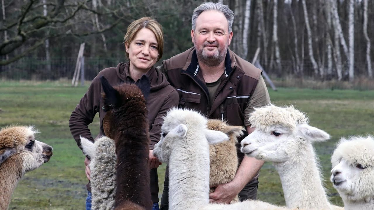 Eco-farm "Russian Alpacas". Эко-ферма "Российские альпаки" - YouTube
