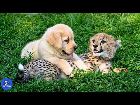 This Rescued Labrador Befriended a Weak Cheetah Cub — Two Years Later Nobody Expected This