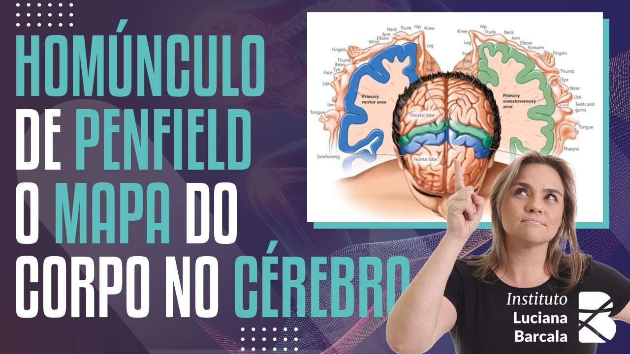 Como é o mapa do corpo no cérebro - Homúnculo de Penfield - YouTube