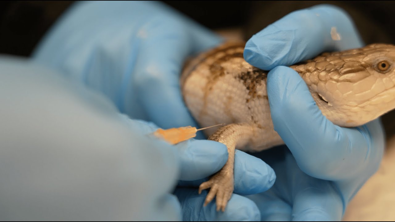 How to Give Intramuscular Injections to a Lizard - YouTube