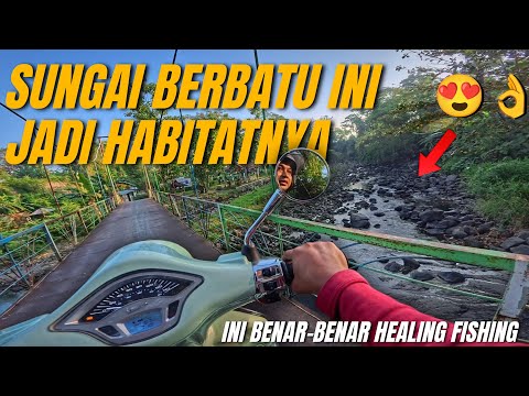 KALIAN HARUS COBA😍👌MANCING IKAN SUNGAI TERLEZAT DIDUNIA‼️INI CARA DAN TEMPAT MANCINGNYA | Ikan Uceng
