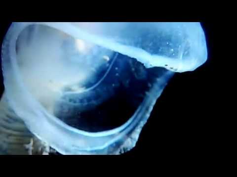 Blue Planet - the deep (short clip) - YouTube