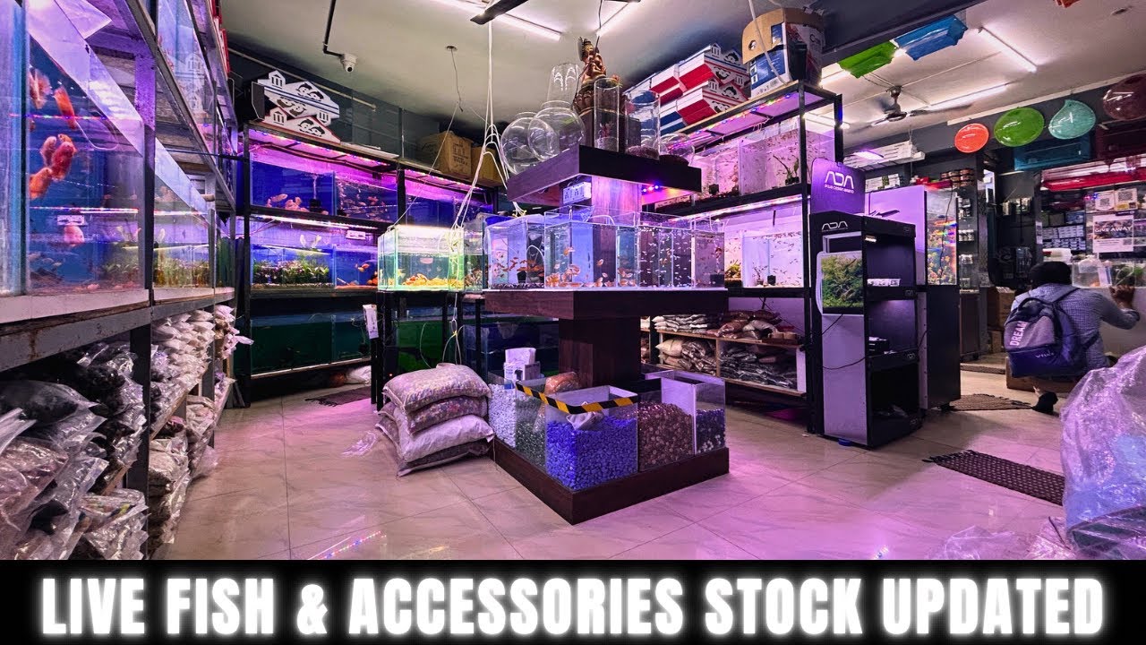 Unveiling the live fish room & Gallery at Veda Aquarium - YouTube