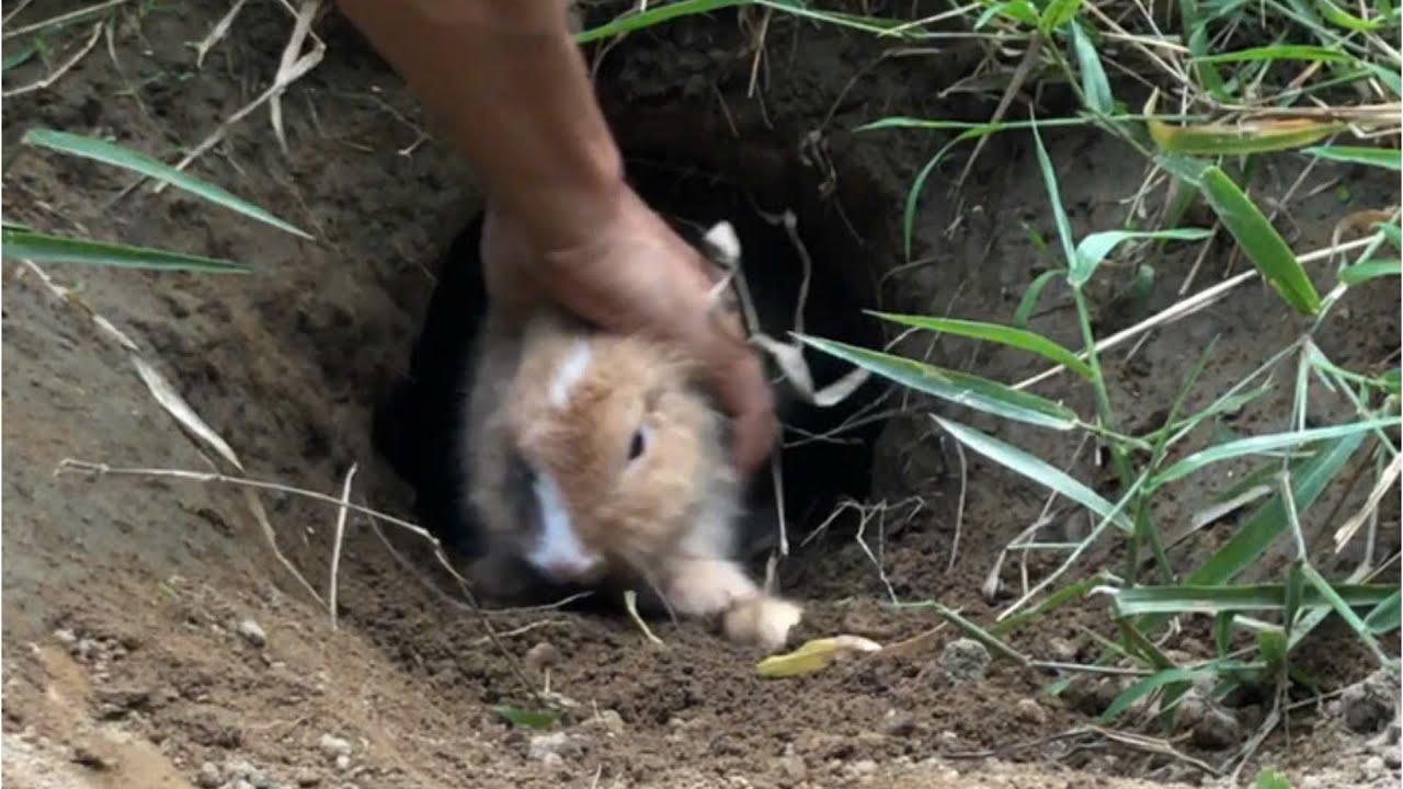 Catching rabbits in burrows this way is too simple #rabbit #houserabbit ...
