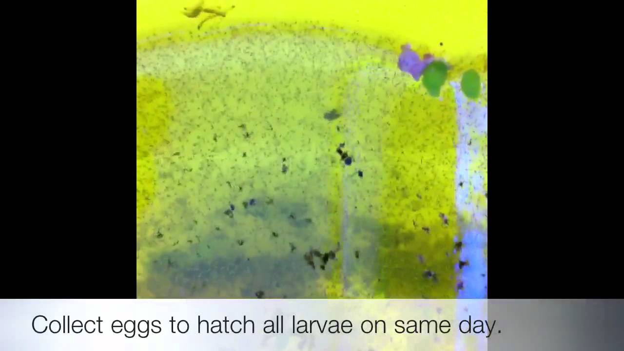 Sally Jo's mosquito farming year 2 - YouTube