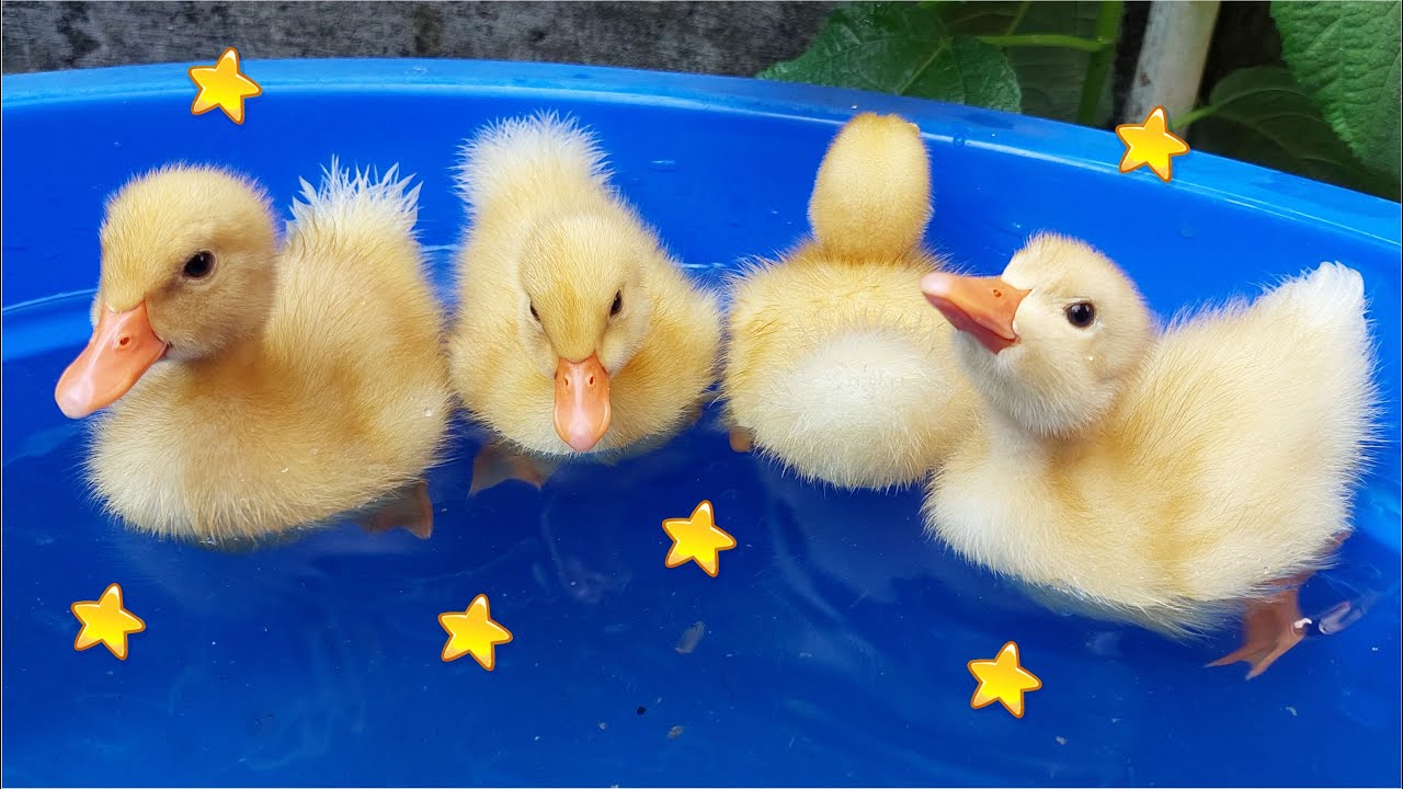 Bebek Bebek Lucu Berenang di Air Kolam Ember Biru Kwek Kwek Wek Wek ...