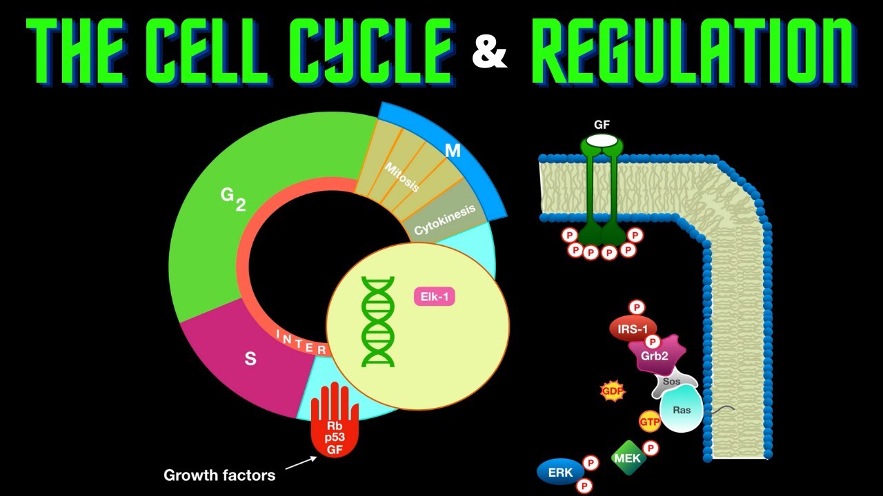 USMLE Step 1 - Lesson 17 - The Cell Cycle, Regulation, and Cell Types ...