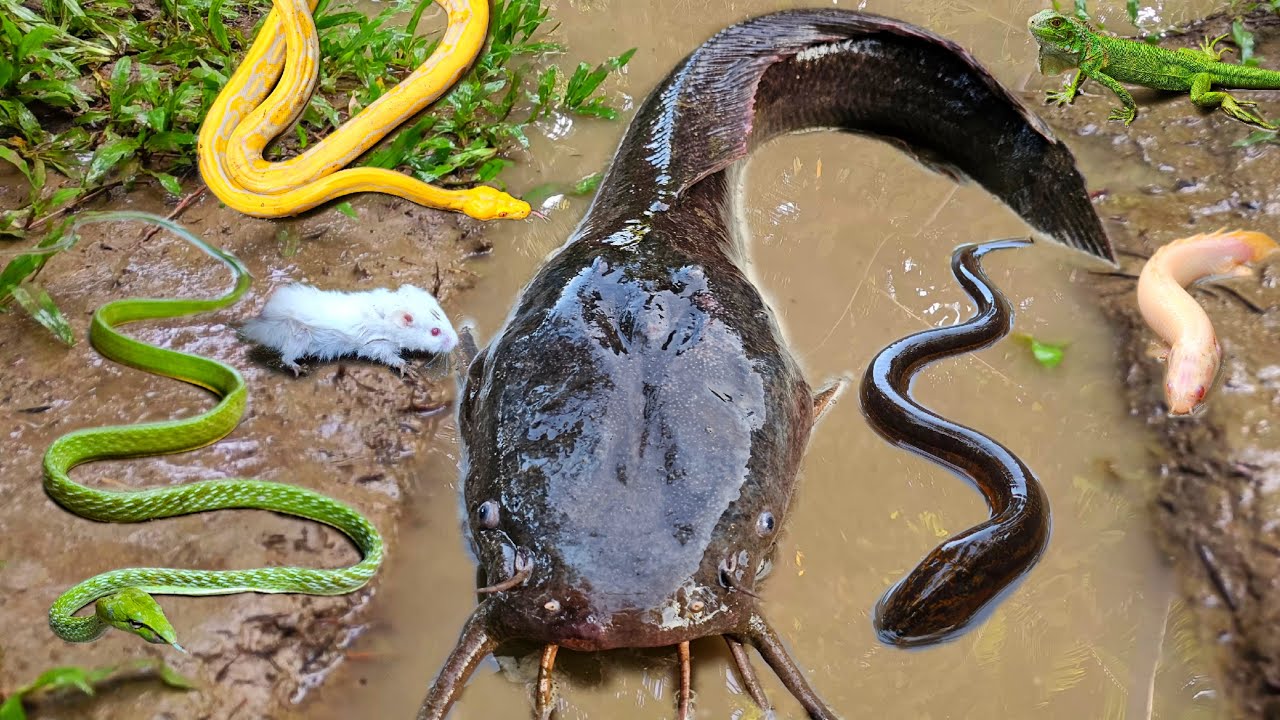 Tangkap Ikan Lele Besar Dalam Lubang Ada Ikan Hias Ikan Koi Ikan