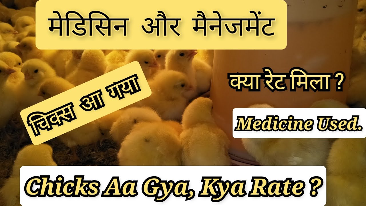 चिक्स आ गया, मेडिसिन और मैनेजमेंट || क्या रेट मिला || Chicks Daal Liya ...