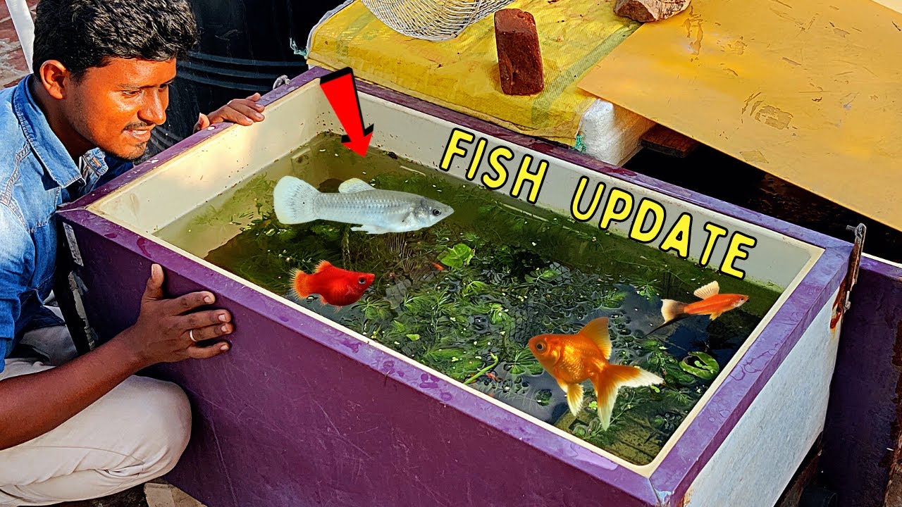 இந்த Fridge Box-ல மீன்கள் எப்படி இருக்கு! | Fridge Box Update! | Vijay ...