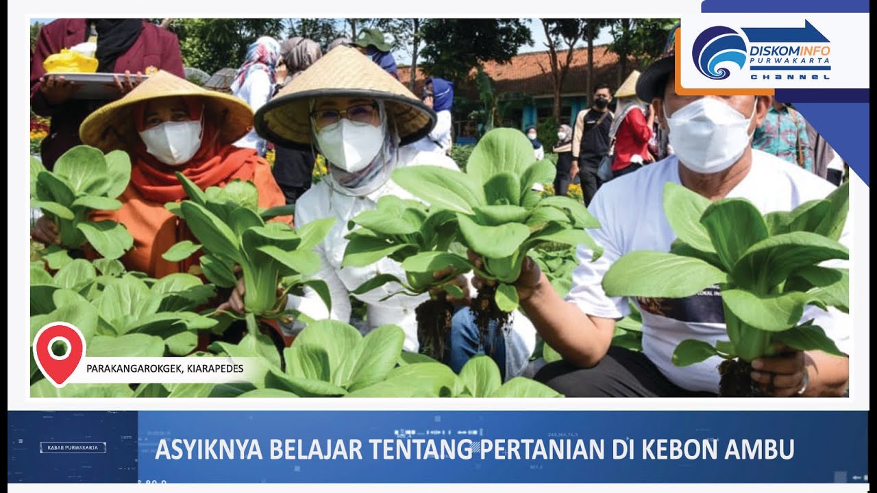 ASYIKNYA BELAJAR TENTANG PERTANIAN DI KEBON AMBU - YouTube
