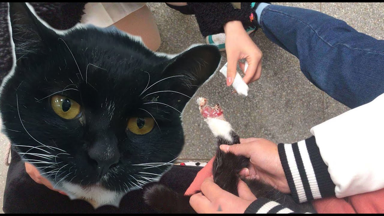 Help me please, my paw was hurt and bleeding - YouTube