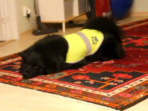 Frisco Dog goes crazy / Knasig Hund - YouTube