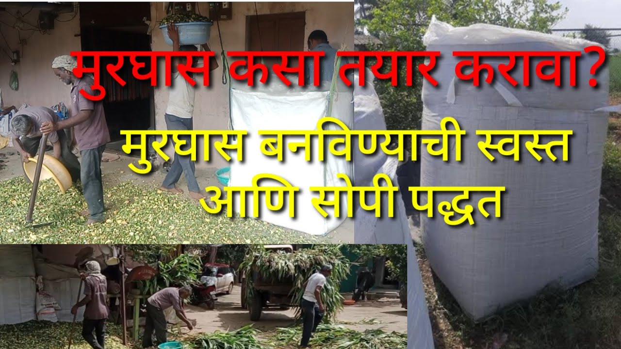 मुरघास कमी खर्चात आणि सोप्या पद्धतीने कसं बनवायच ? | Silage making ...