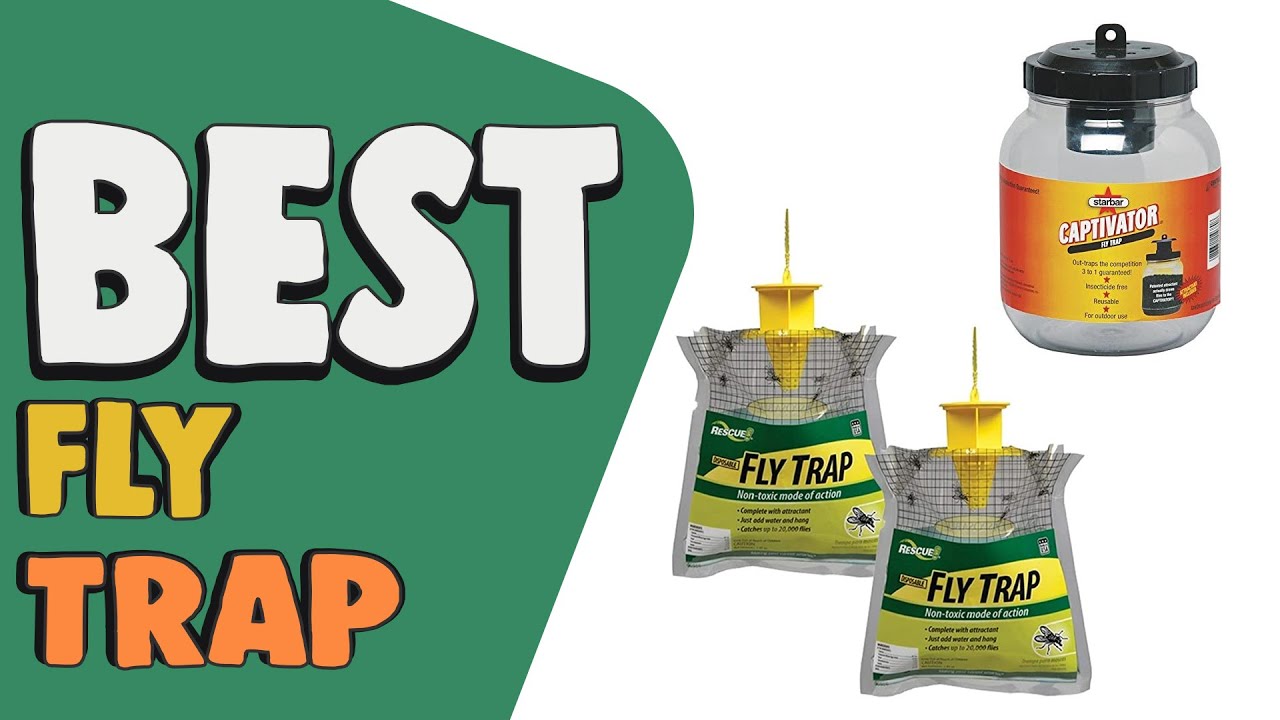 Best Fly Trap in 2021 – Top 7 Hottest List! - YouTube