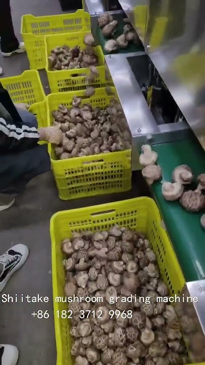 shiitake mushroom grading sorting machine shiitake mushroom sorter grader classifying machine ...