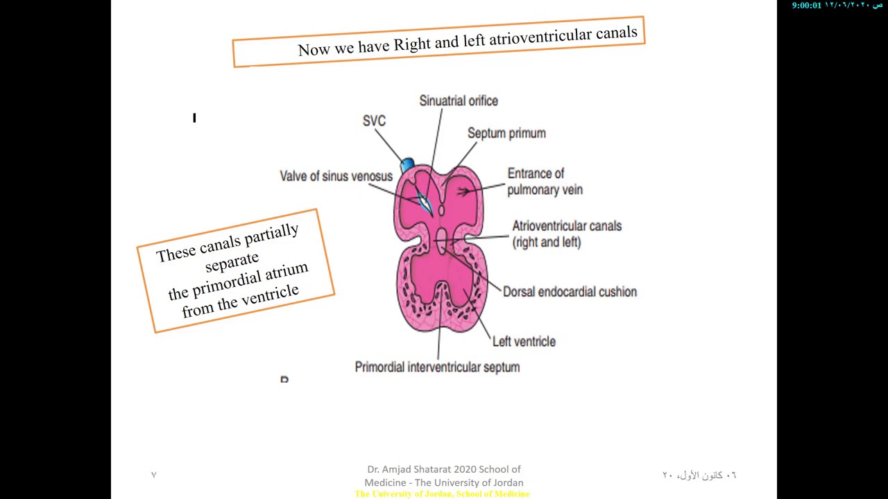 Septation of the atria and ventricles - YouTube