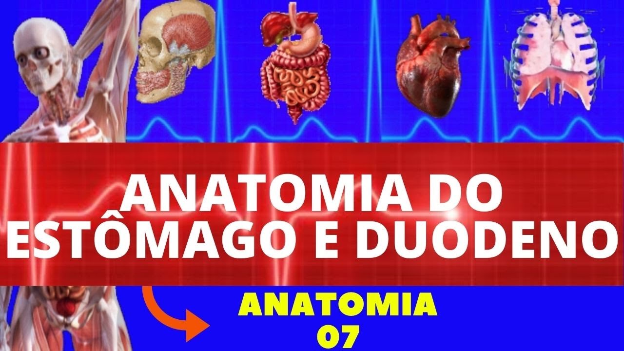 ANATOMIA DO ESTÔMAGO E DUODENO - SISTEMA DIGESTÓRIO (ANATOMIA HUMANA ...