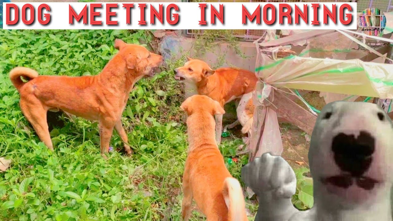 Funny Dog Meeting And Fight In Morning| Funniest Dog And Cat Video| # ...