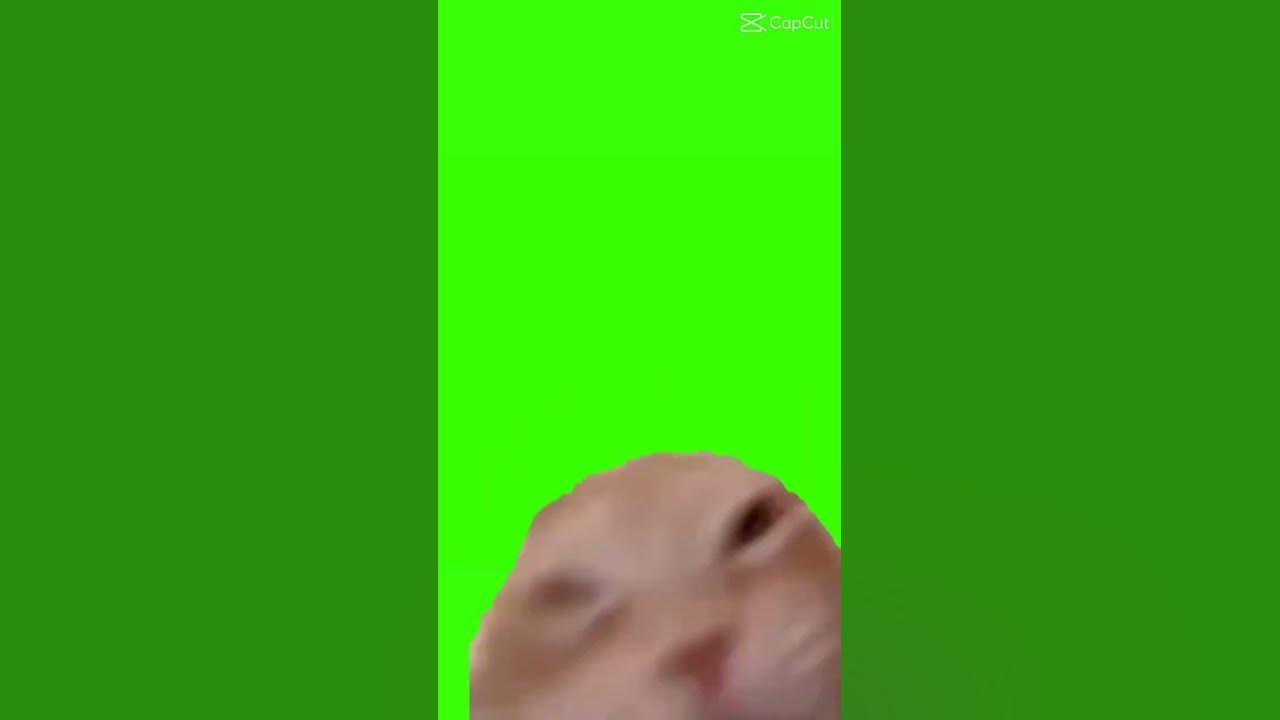 pov cats: cat laughing meme - YouTube