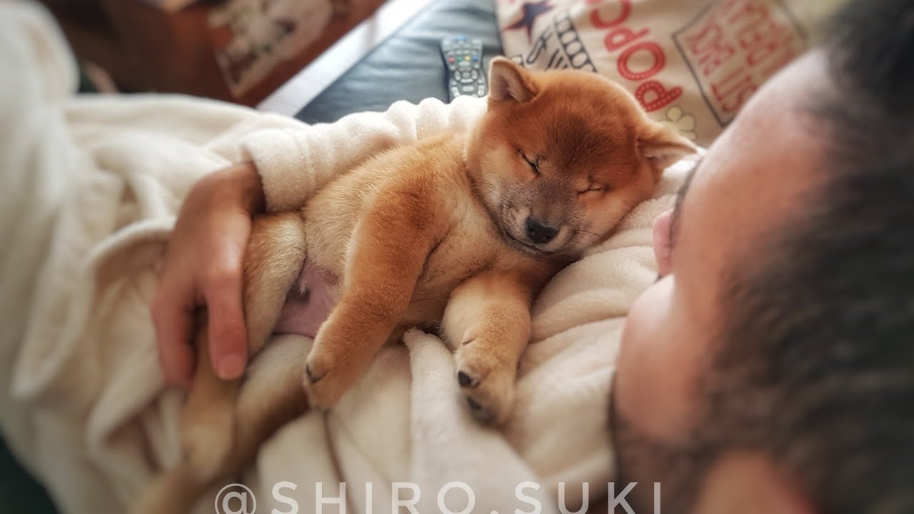 Wiggly potat / cute Shiba Inu puppy / take 2 - YouTube