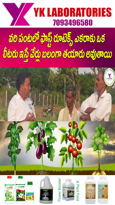 #Paddy వరి పంటలో ఫాస్ట్ రూటెక్స్ ఎకరాకు ఒక లీటరు ఇస్తే వేర్లు బలంగా తయారు అవుతాయి | YK Lab - YouTube
