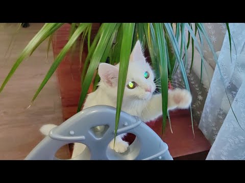 Yavru kedi çocuk kaydırağına tırmandı ve ev bitkisiyle oynuyor.