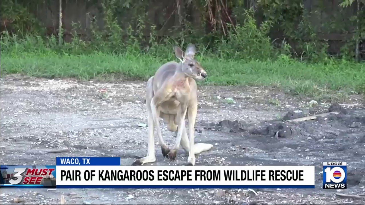 2 kangaroos escaped a wildlife preserve in Texas - YouTube