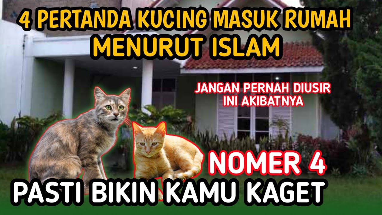 4 PERTANDA KUCING LIAR MASUK KEDALAM RUMAH MENURUT ISLAM - YouTube