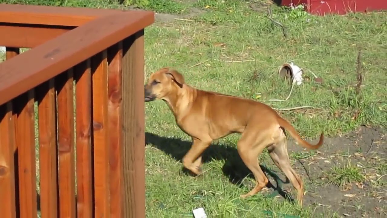 Rhodesian Ridgeback 8 months barking - YouTube