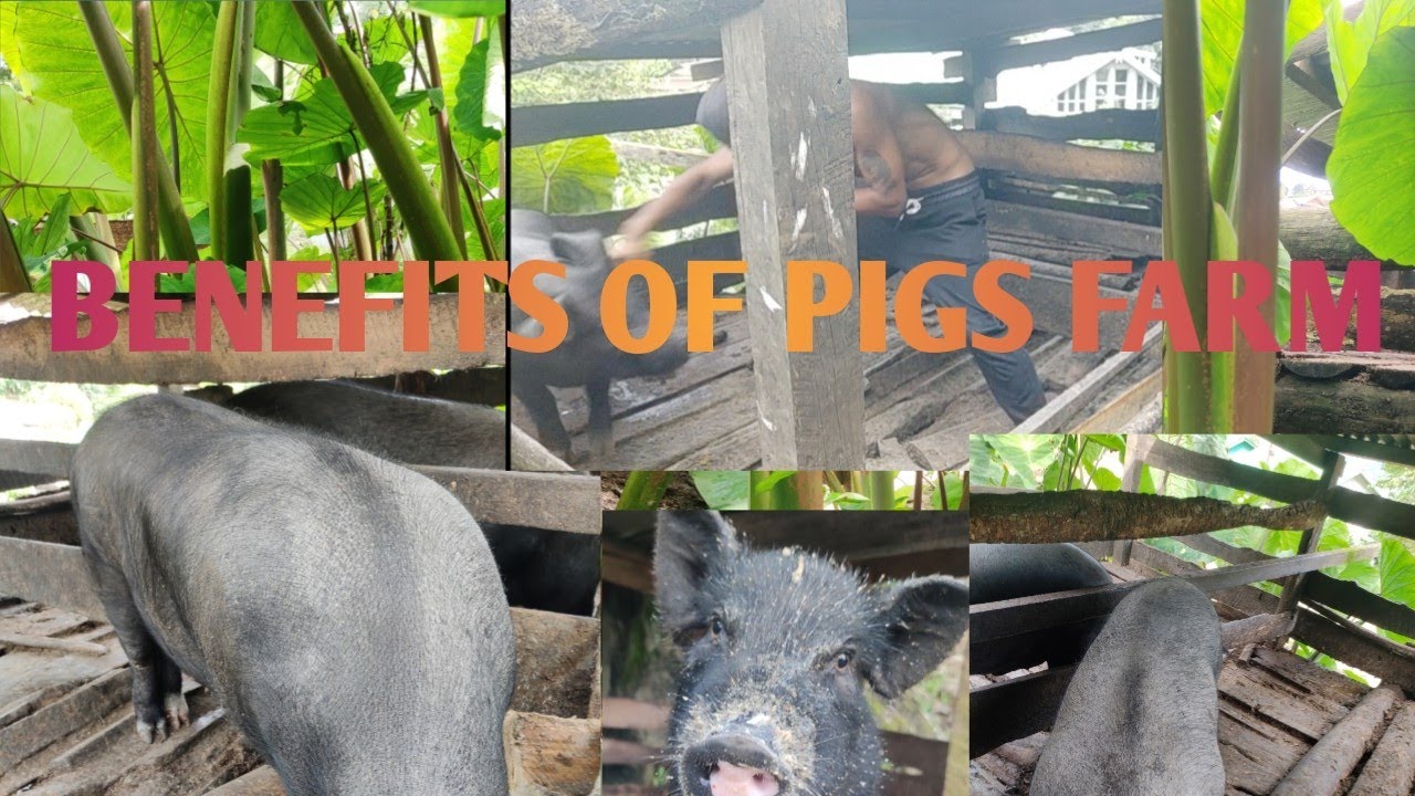 How to make local pig food to grow faster// 💯 pure local # ...