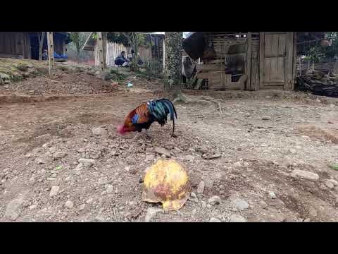 qaib dib txuam 3 dib tuaj zoo heev - YouTube