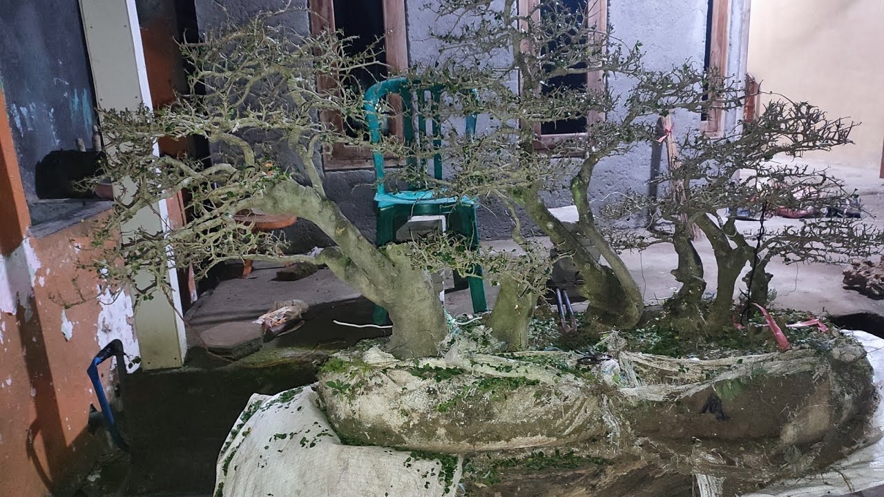 cutting bonsai serut Raff jumbo - YouTube