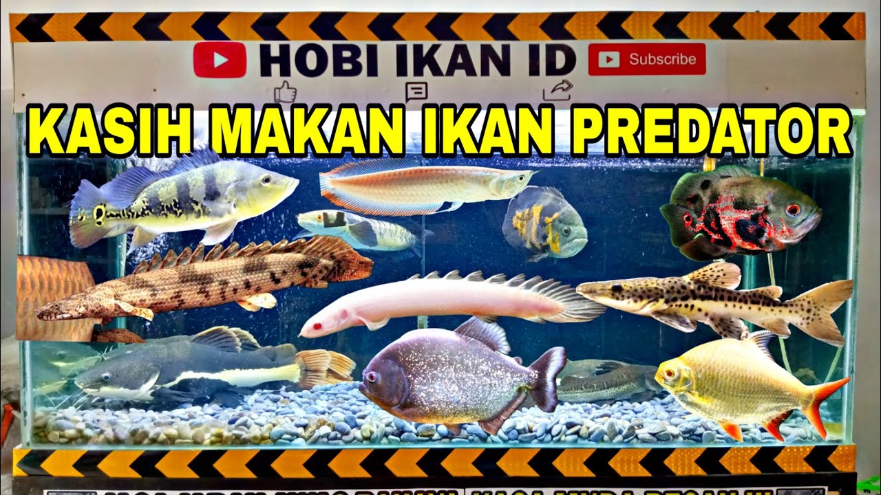 kasih MAKAN ikan Predator RTC , arwana , palmas , ikan naga , ikan ...