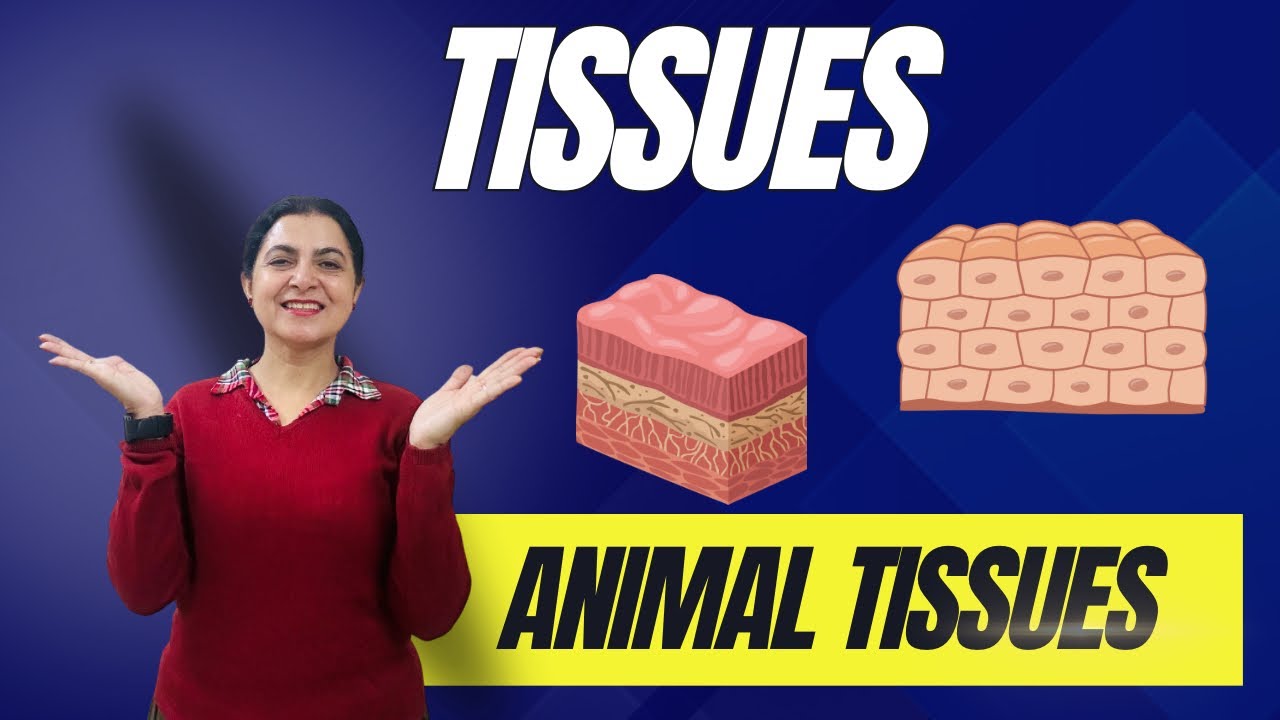 Class 9 Science: Animal Tissue - Epithelial & Connective Tissue ...